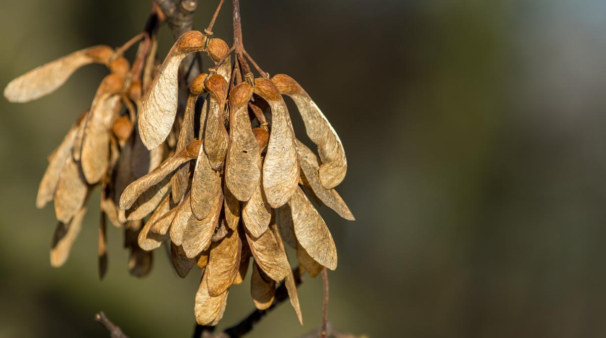 Are Sycamore Seeds Poisonous to Humans? - 360Mag