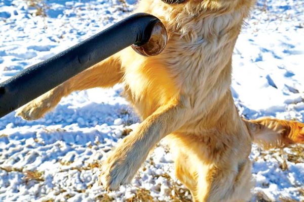 Best Weapon to Defend Against a Dog Attack! - 360Mag