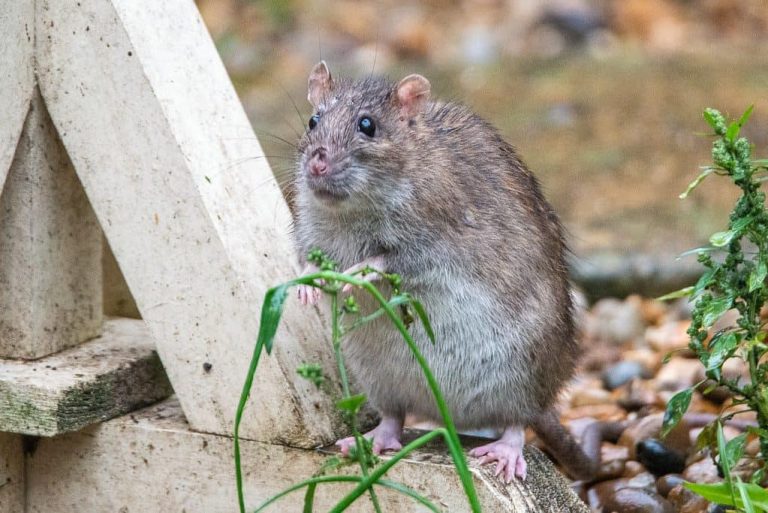 Can I Shoot Rats in My Garden UK? Legal Considerations and Guidelines ...