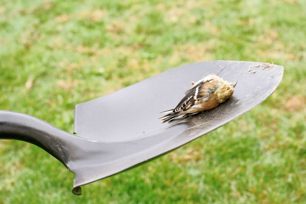 What Happens If You Touch a Dead Bird? - 360Mag