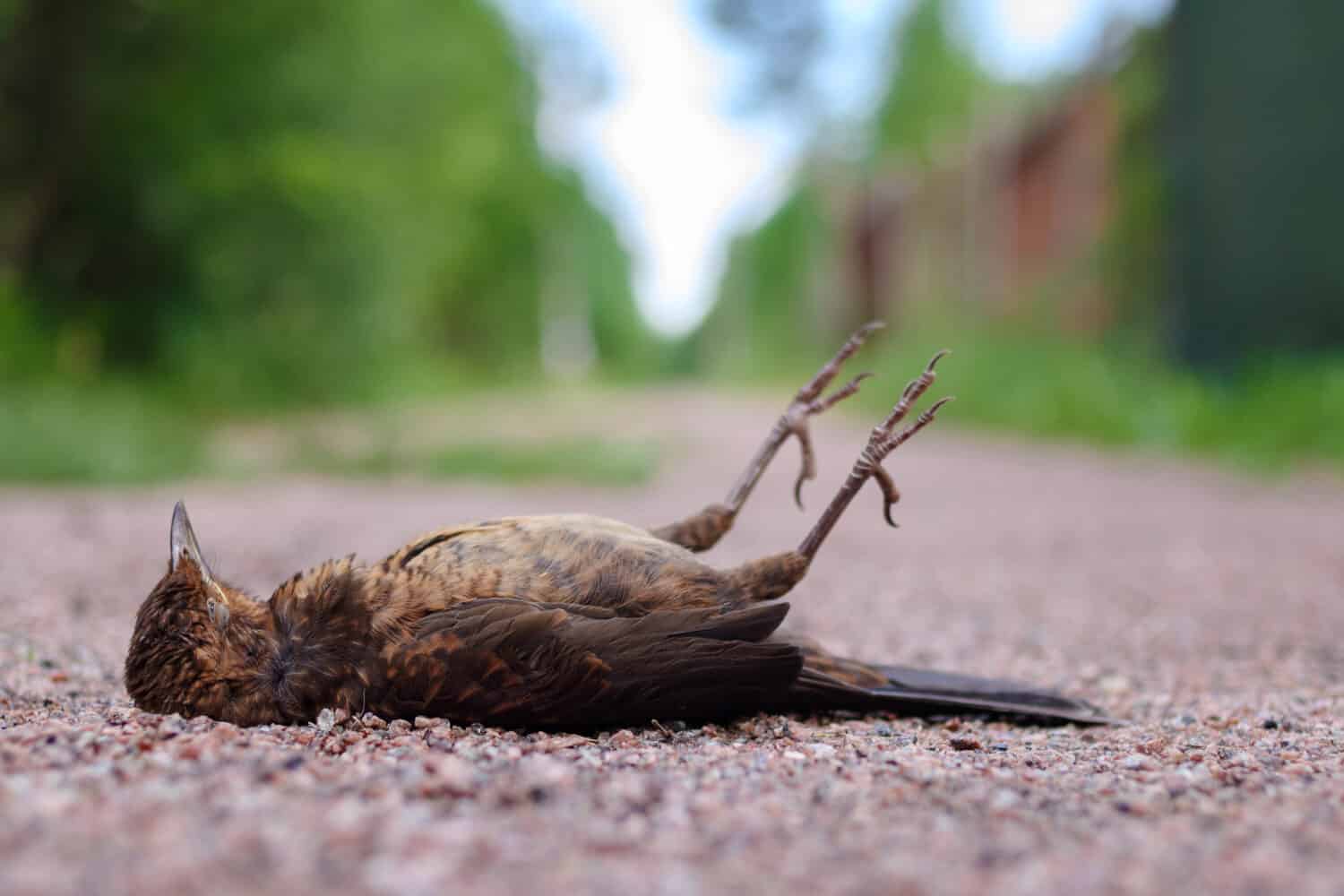 What Happens If You Touch a Dead Bird? - 360Mag